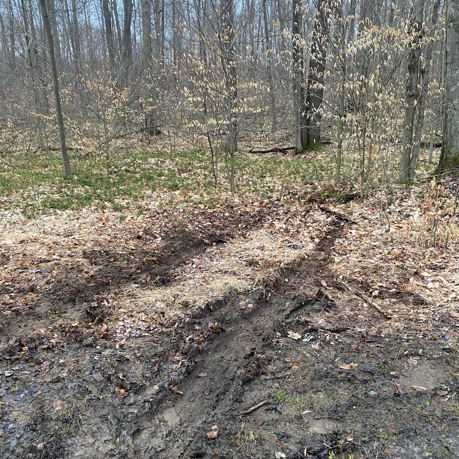 Loleta Road Dispersed Campsite | Marienville, Pennsylvania