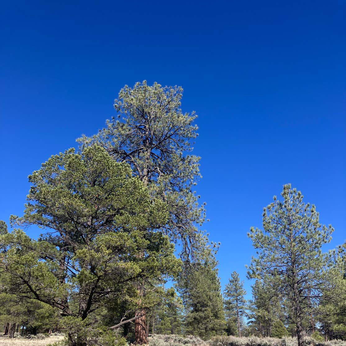 Long Jim Loop Camping | Grand Canyon, Arizona