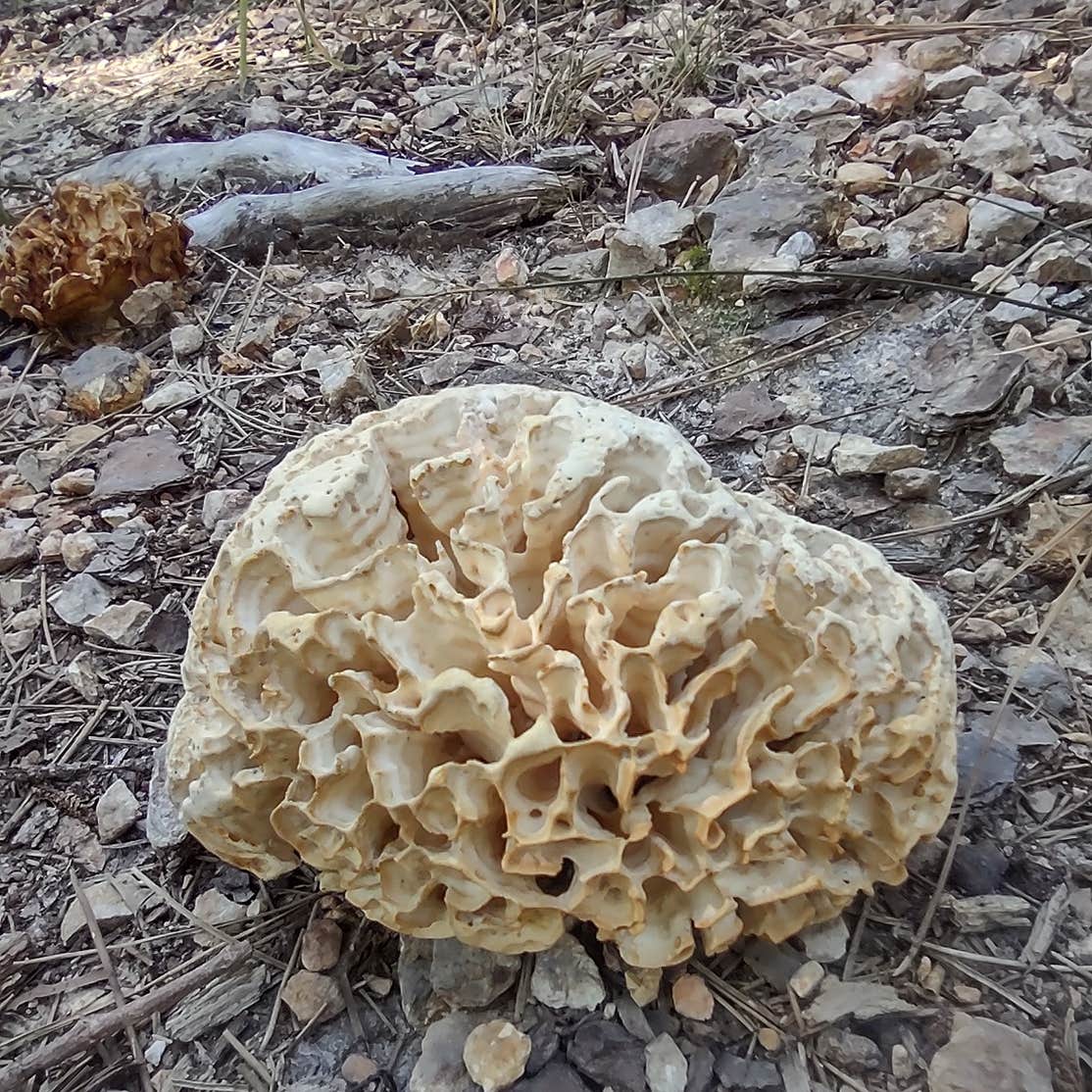 Lookout Tower Road Camping | Siloam Springs, Arkansas