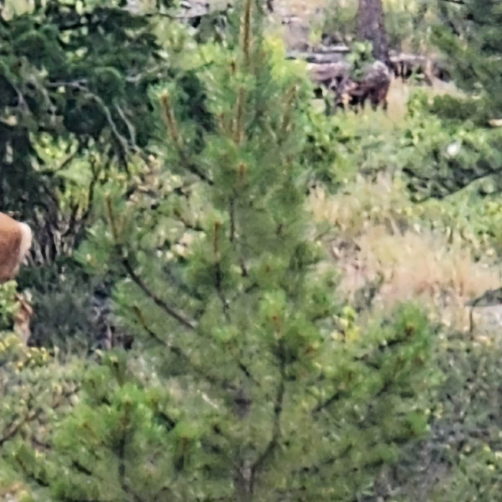 Lost Lake Dispersed Camping | Red Feather Lakes, Colorado