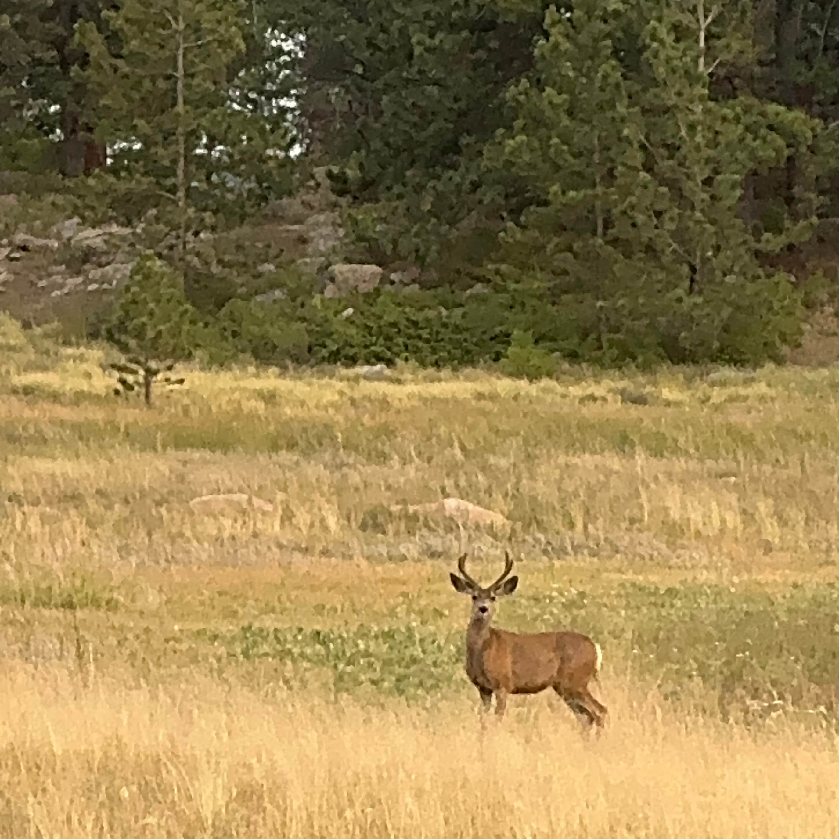 Lost Lake Dispersed Camping | Red Feather Lakes, CO