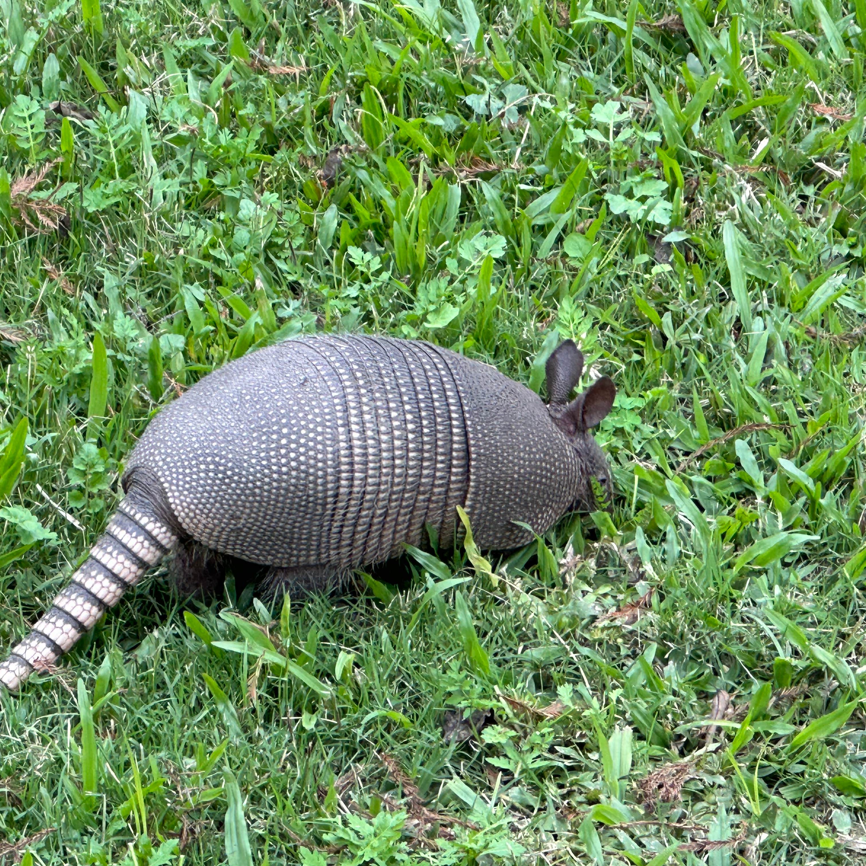 Bayou Segnette State Park Campground | Westwego, Louisiana