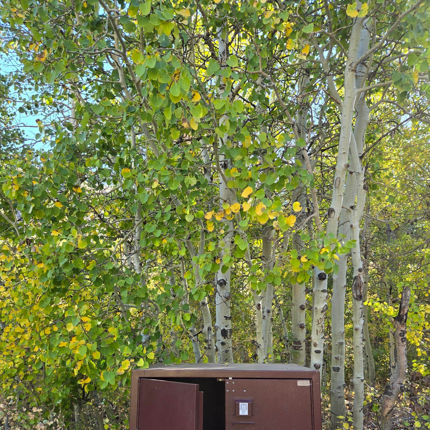 Lundy Canyon Campground | Mono City, California
