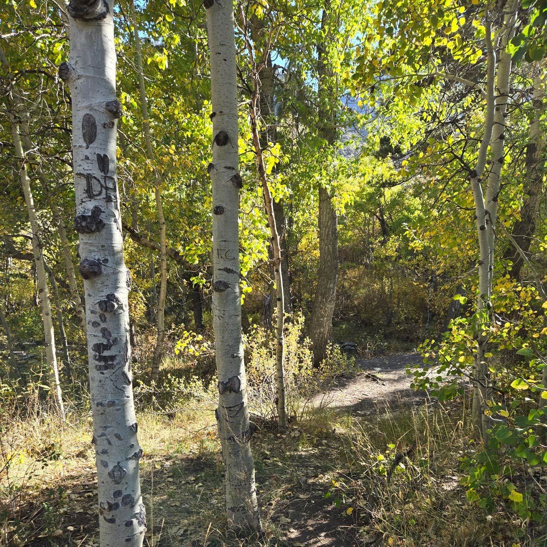 Lundy Canyon Campground | Mono City, California