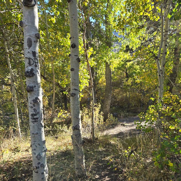 Lundy Canyon Campground | Mono City, California