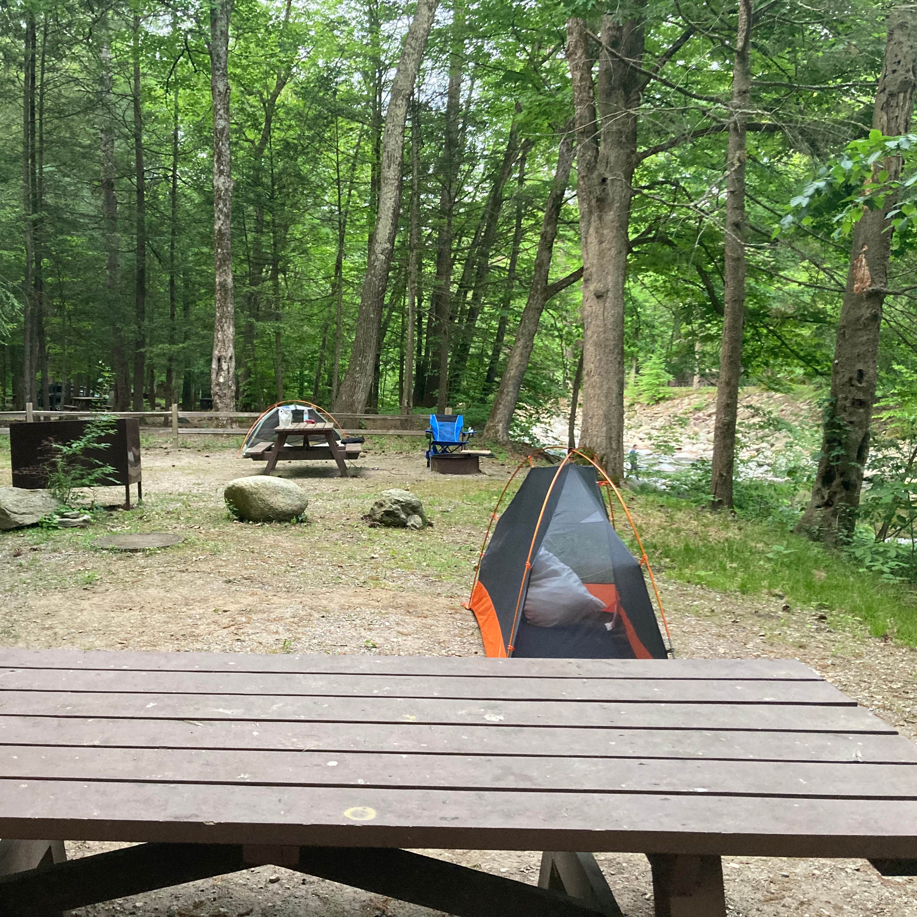 Mohawk Trail State Forest Campground | Drury, Massachusetts