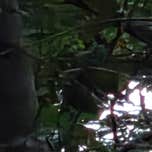 Shawme Crowell State Forest Campground | Sandwich, Massachusetts