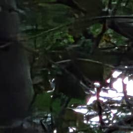 Shawme Crowell State Forest Campground | Sandwich, Massachusetts