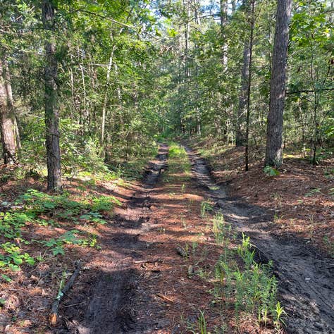 Matney Knob disbursed Camping | Norfork, Arkansas