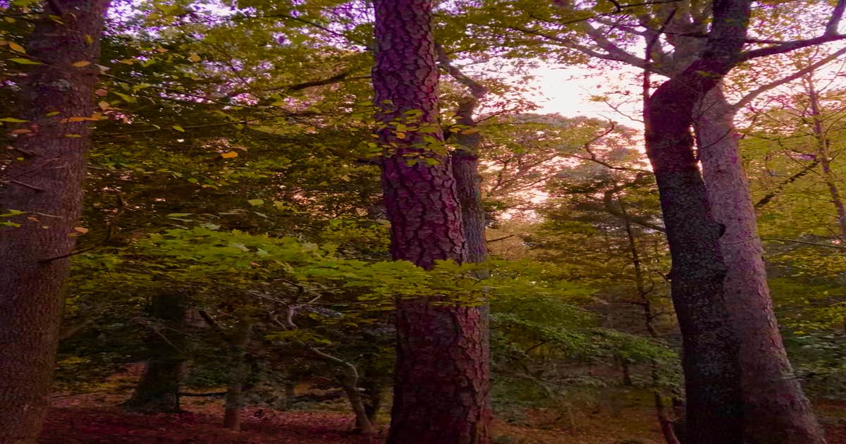 Camper-Submitted Photos of Military Park Cheatham Annex / Yorktown ...