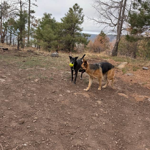 Milk Ranch Point Road Camping | Pine, Arizona