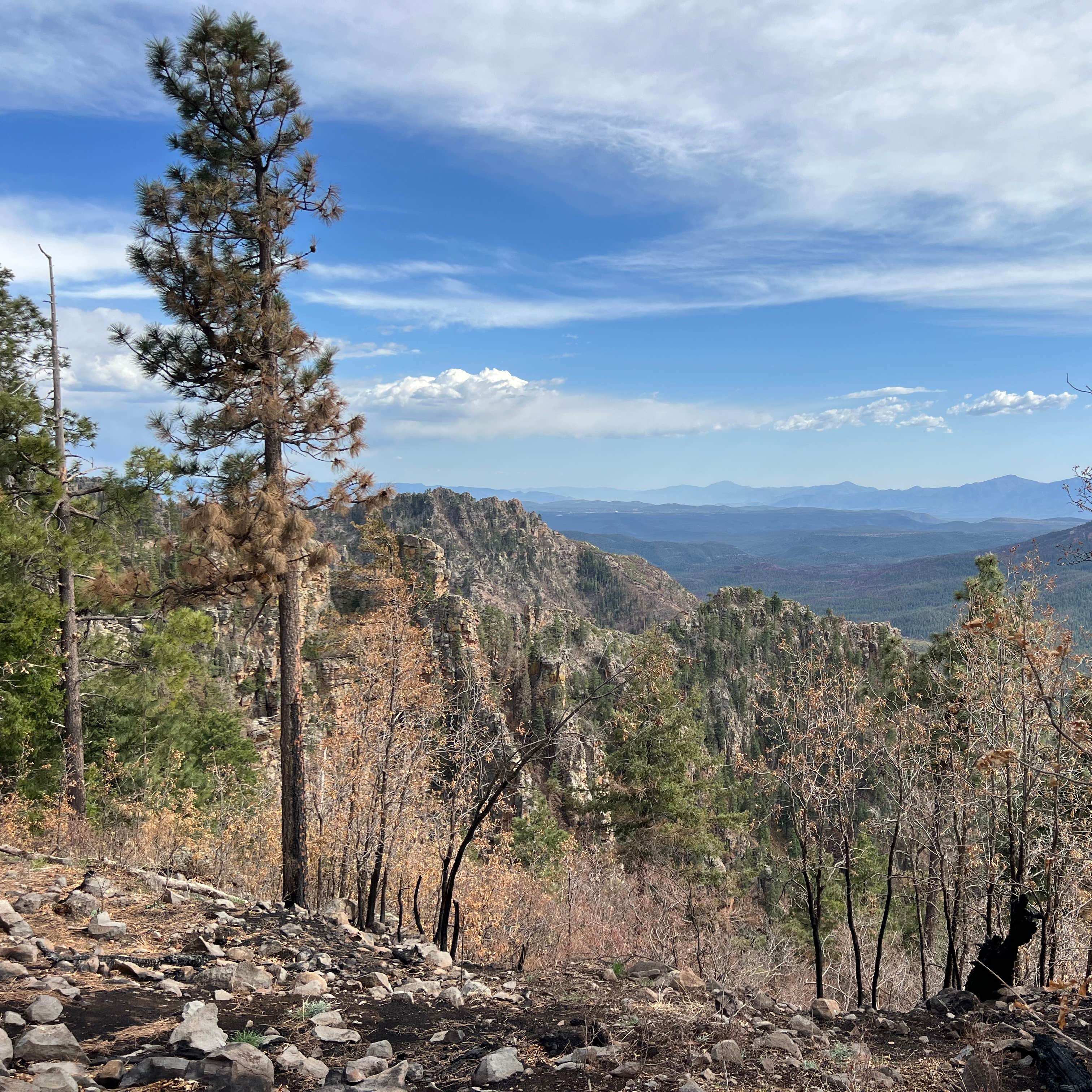 Milk Ranch Point Road Camping | Pine, Arizona