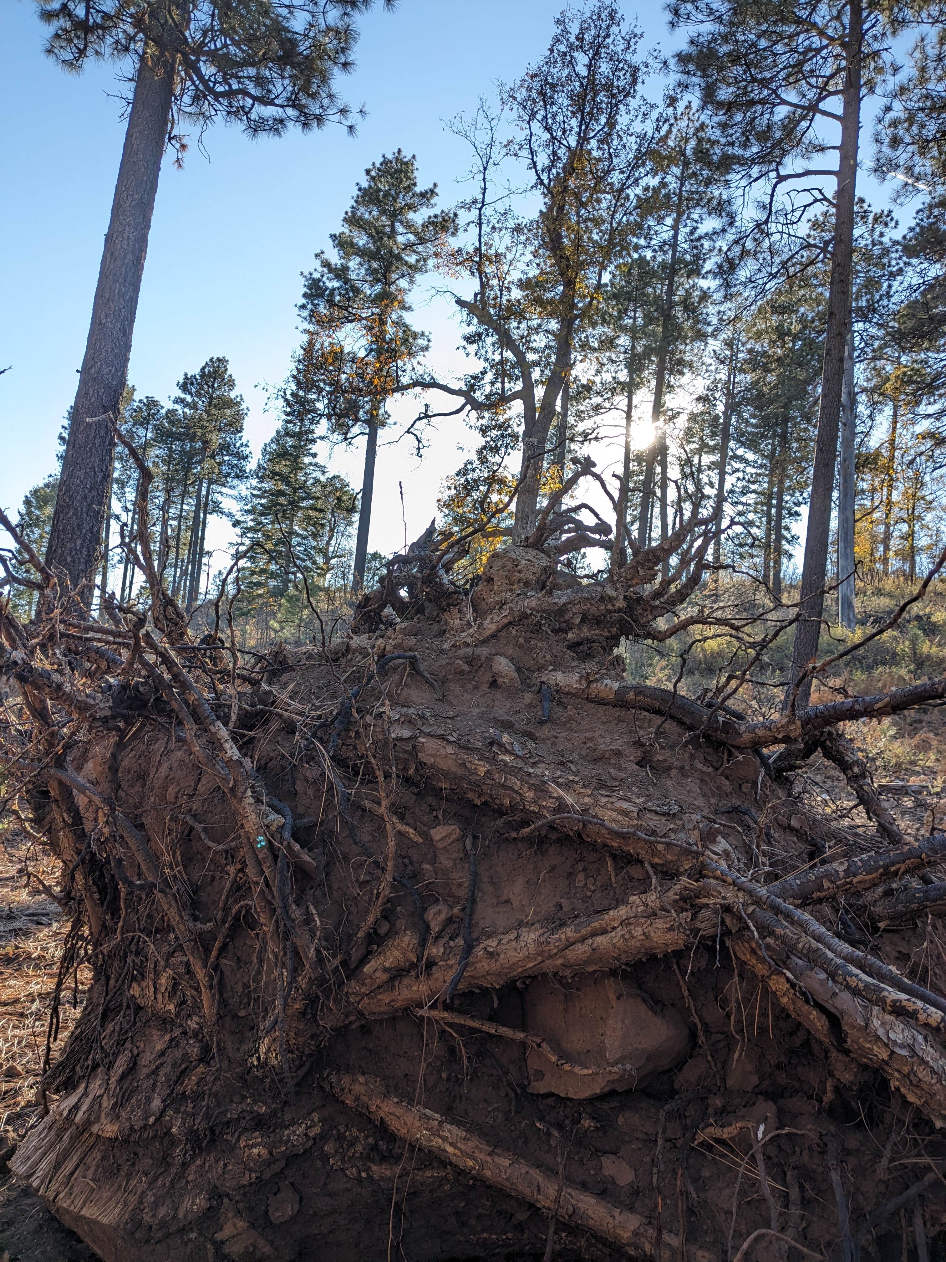 Milk Ranch Point Camping | Pine, AZ