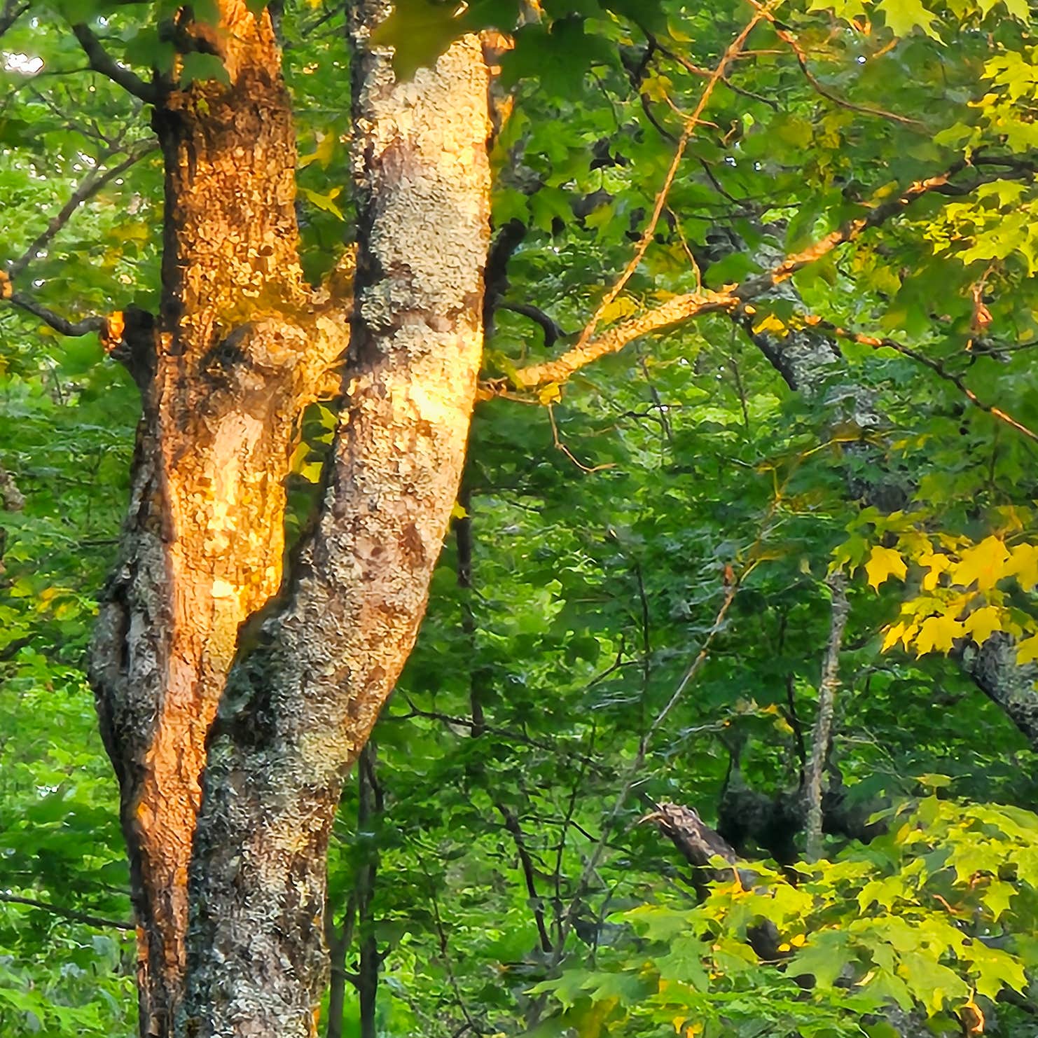 Hay Lake Camping | Balsam, Minnesota