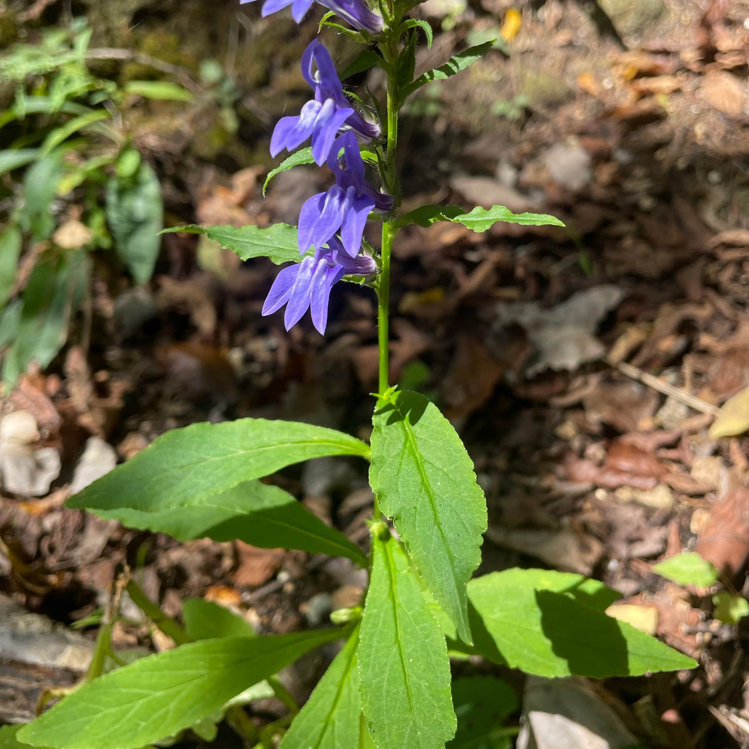 Alley Spring Campground — Ozark National Scenic Riverway | Eminence ...