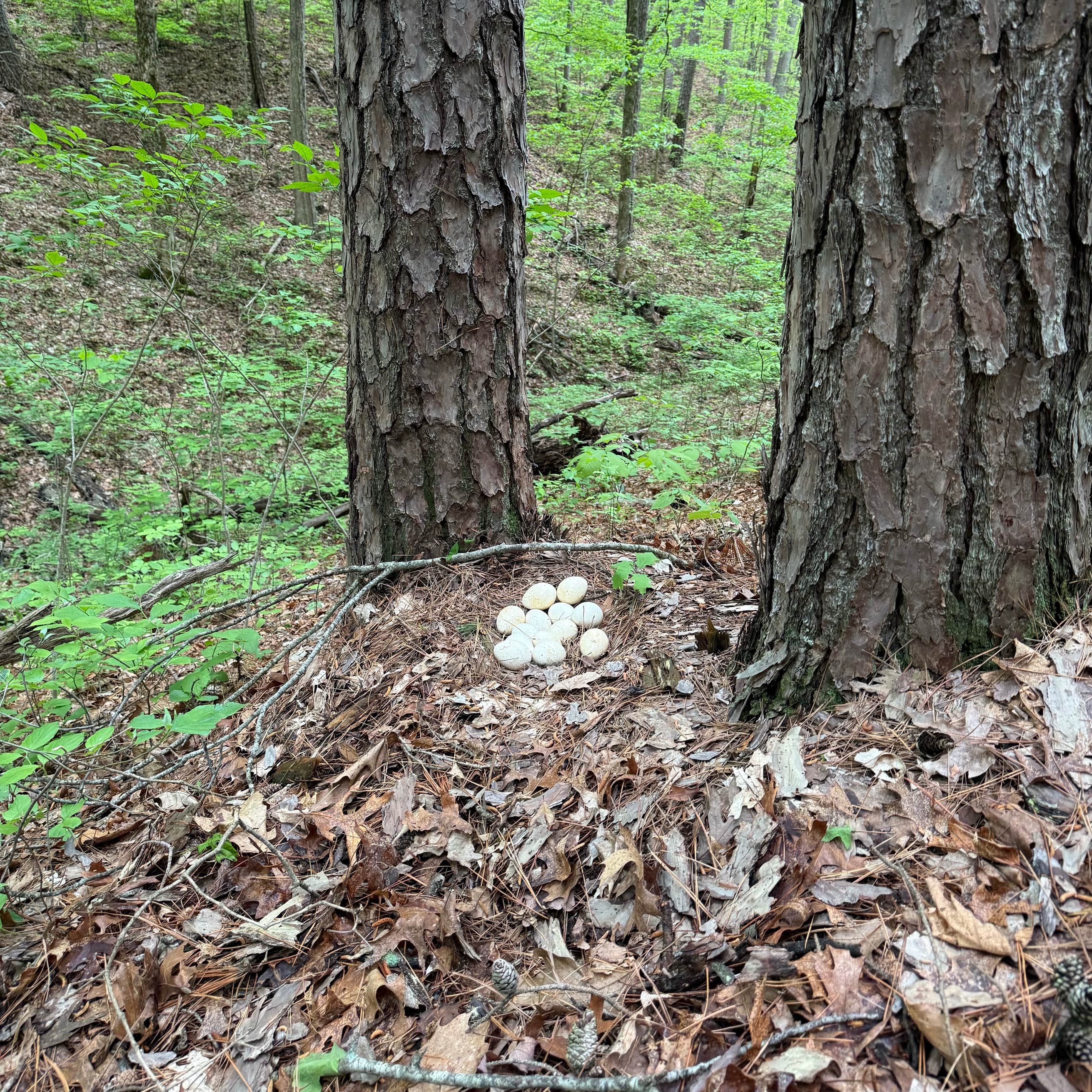 Berryman Trail & Campgrounds - Mark Twain National Forest | Davisville ...