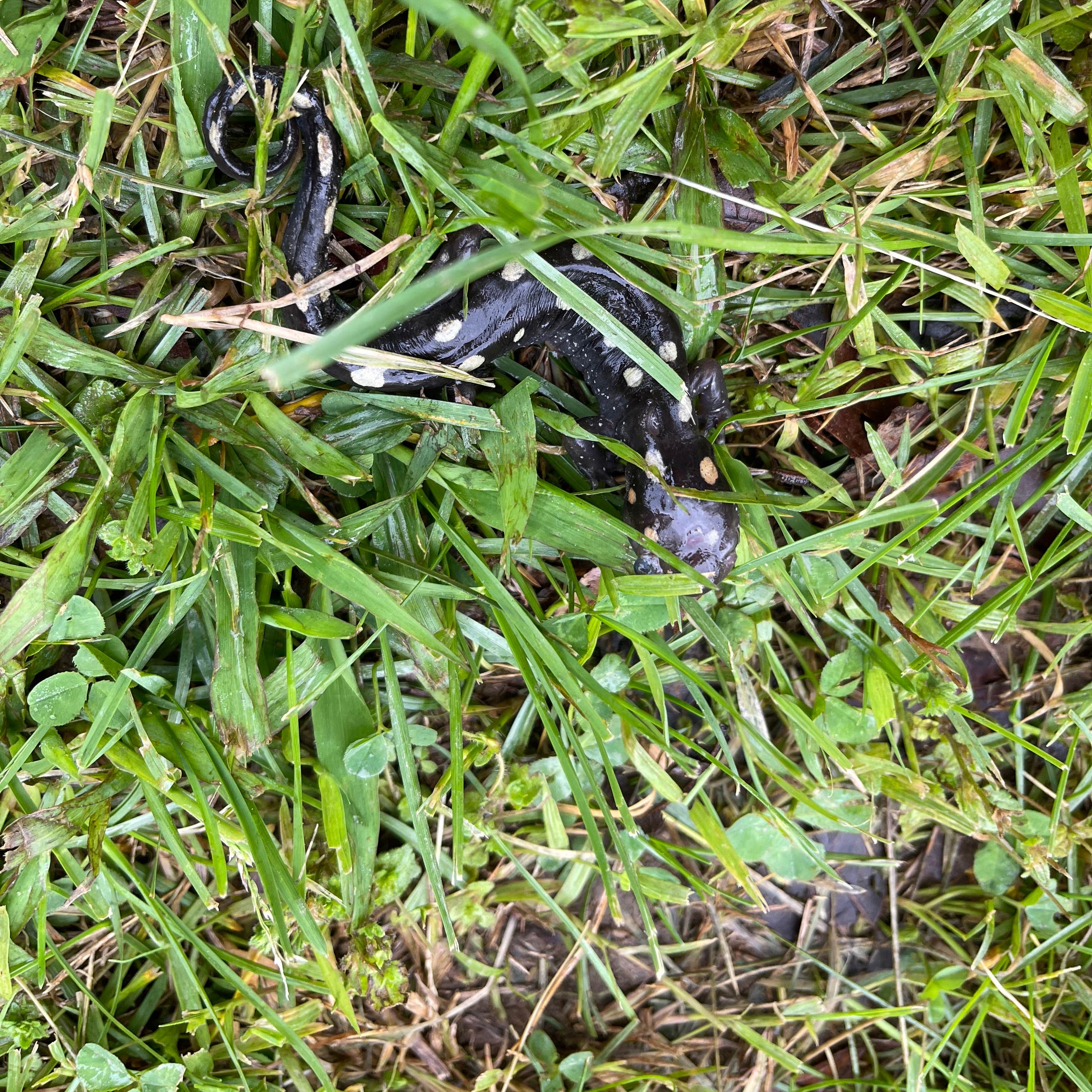 Meramec State Park Campground | Sullivan, Missouri