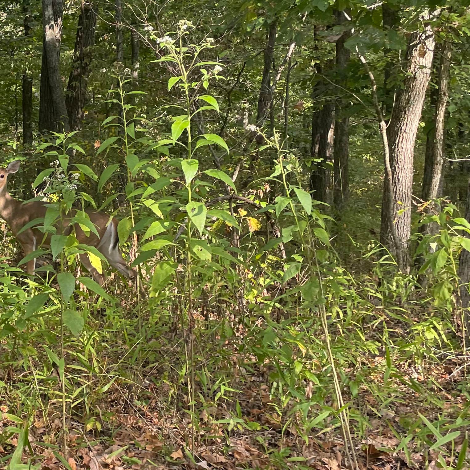 Meramec State Park Campground | Sullivan, Missouri