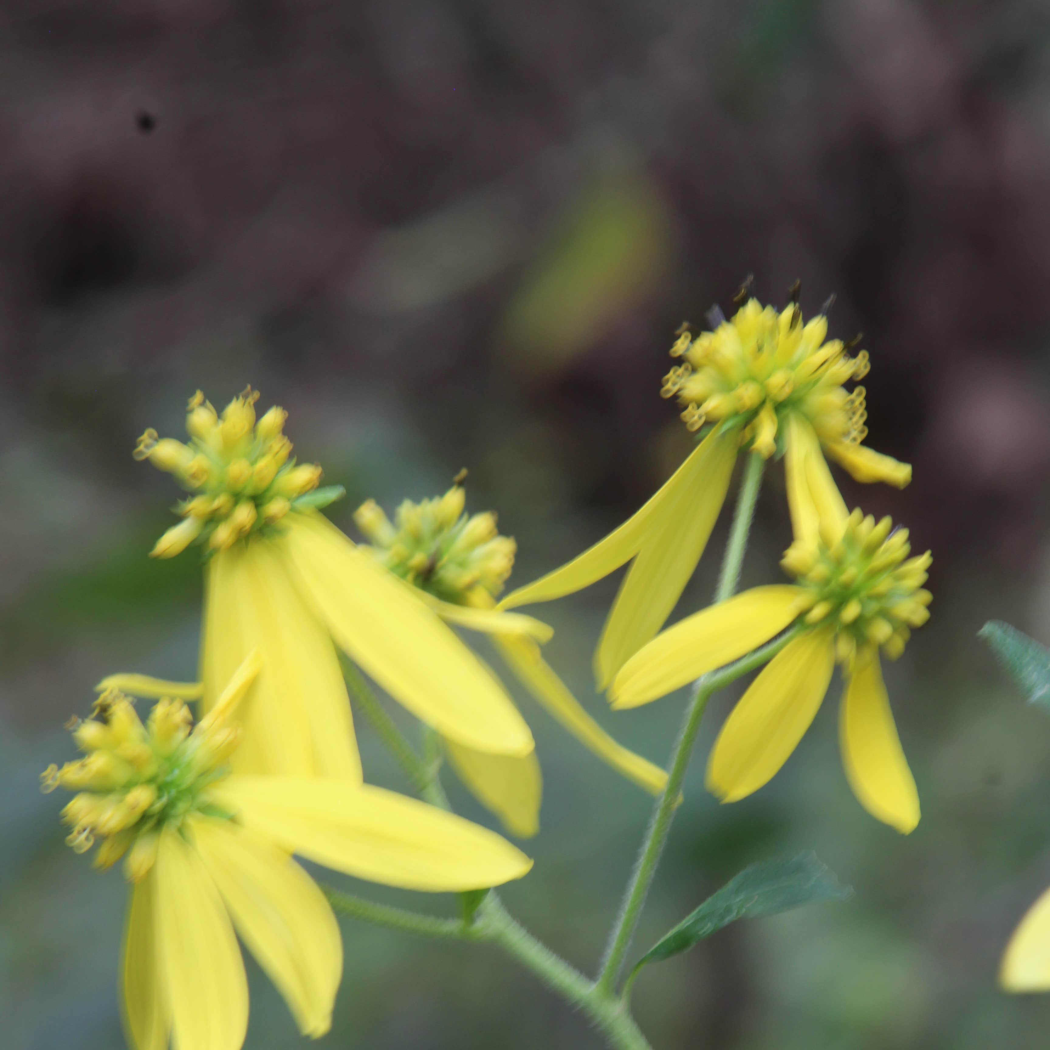 Round Spring Campground — Ozark National Scenic Riverway | Eminence ...