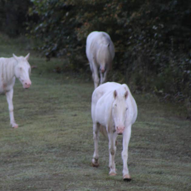 Round Spring Campground — Ozark National Scenic Riverway | Eminence ...