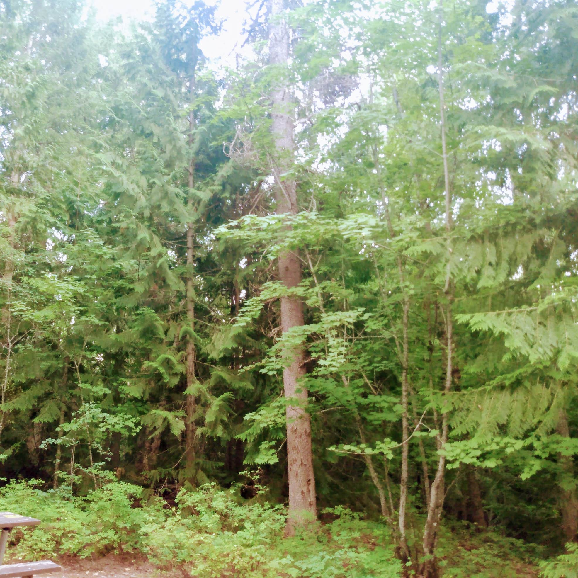 Fish Creek Campground — Glacier National Park | West Glacier, Montana