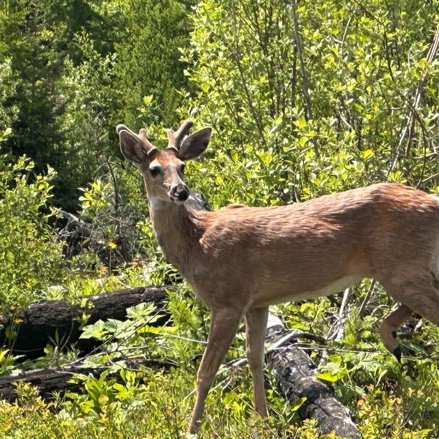 Fish Creek Campground — Glacier National Park | West Glacier, Montana