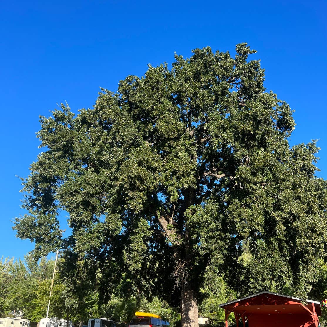 Mother Lode Fairgrounds Camping | Sonora, California
