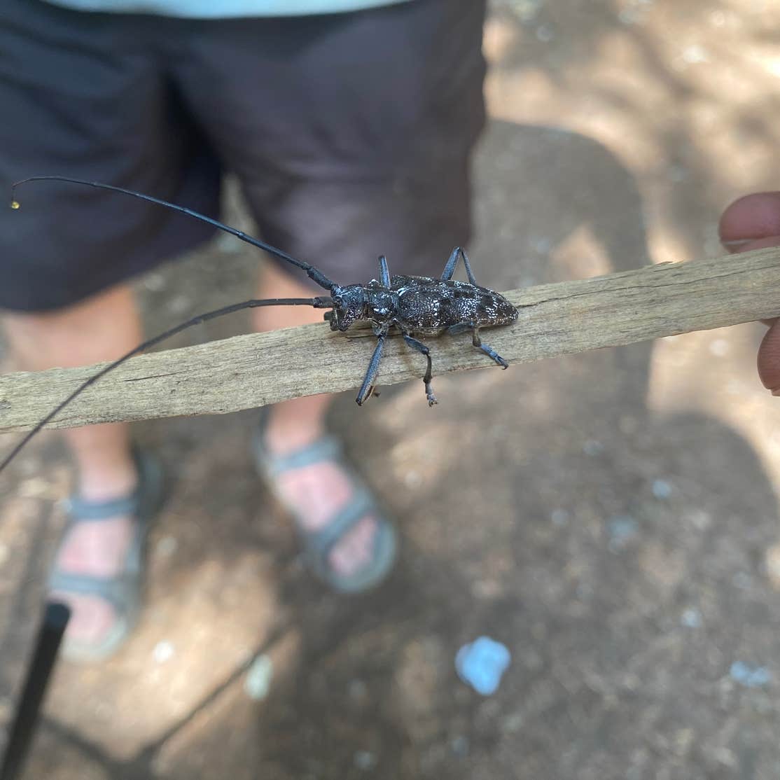 Mount Hood National Forest Frog Lake Campground | Government Camp, Oregon