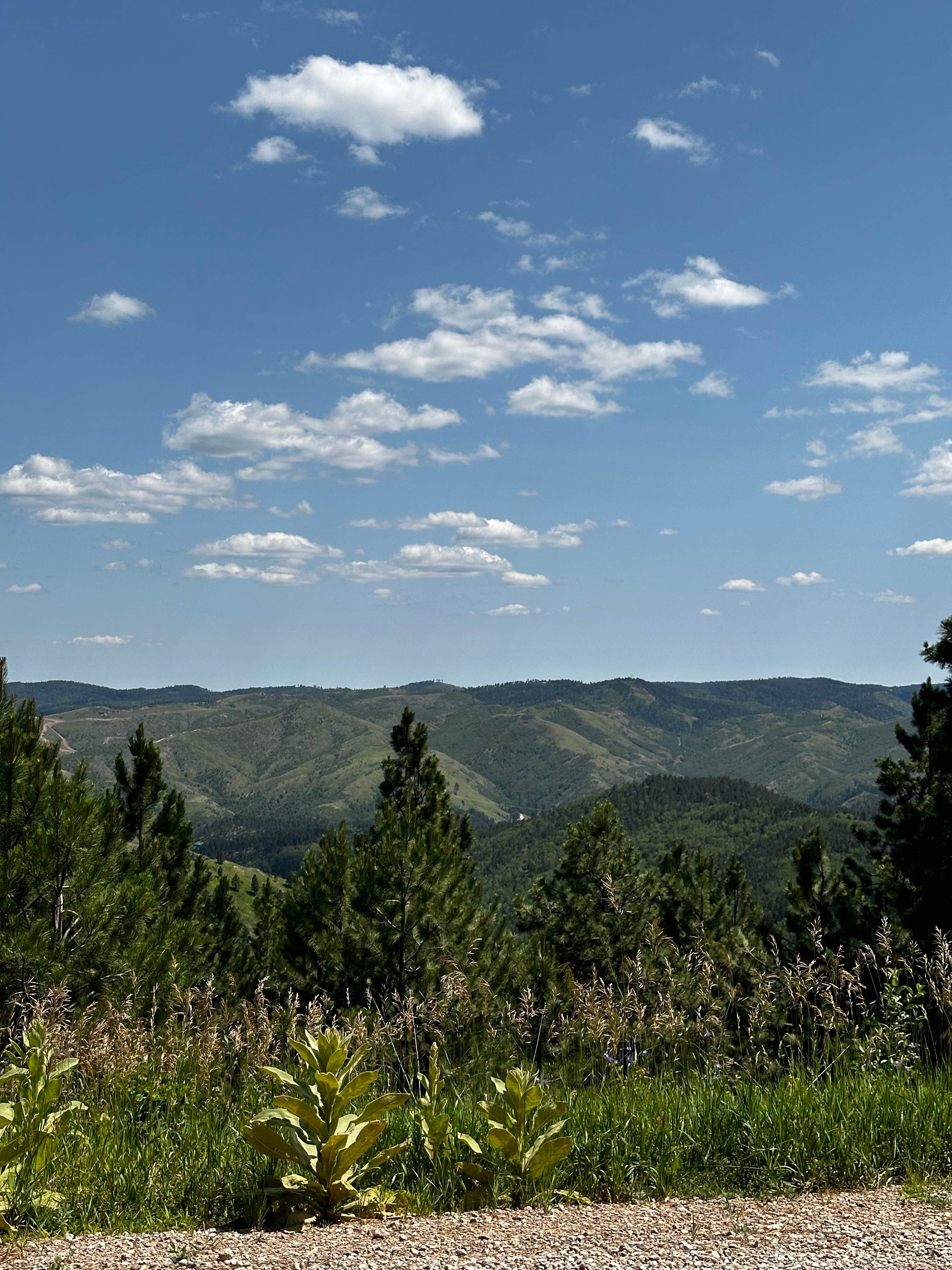 Mount Roosevelt Road Dispersed Campsite | Deadwood, South Dakota