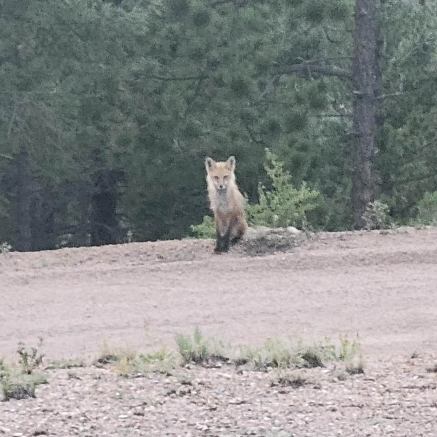 Mt. Herman Road Dispersed Site 2 Camping | Palmer Lake, Colorado