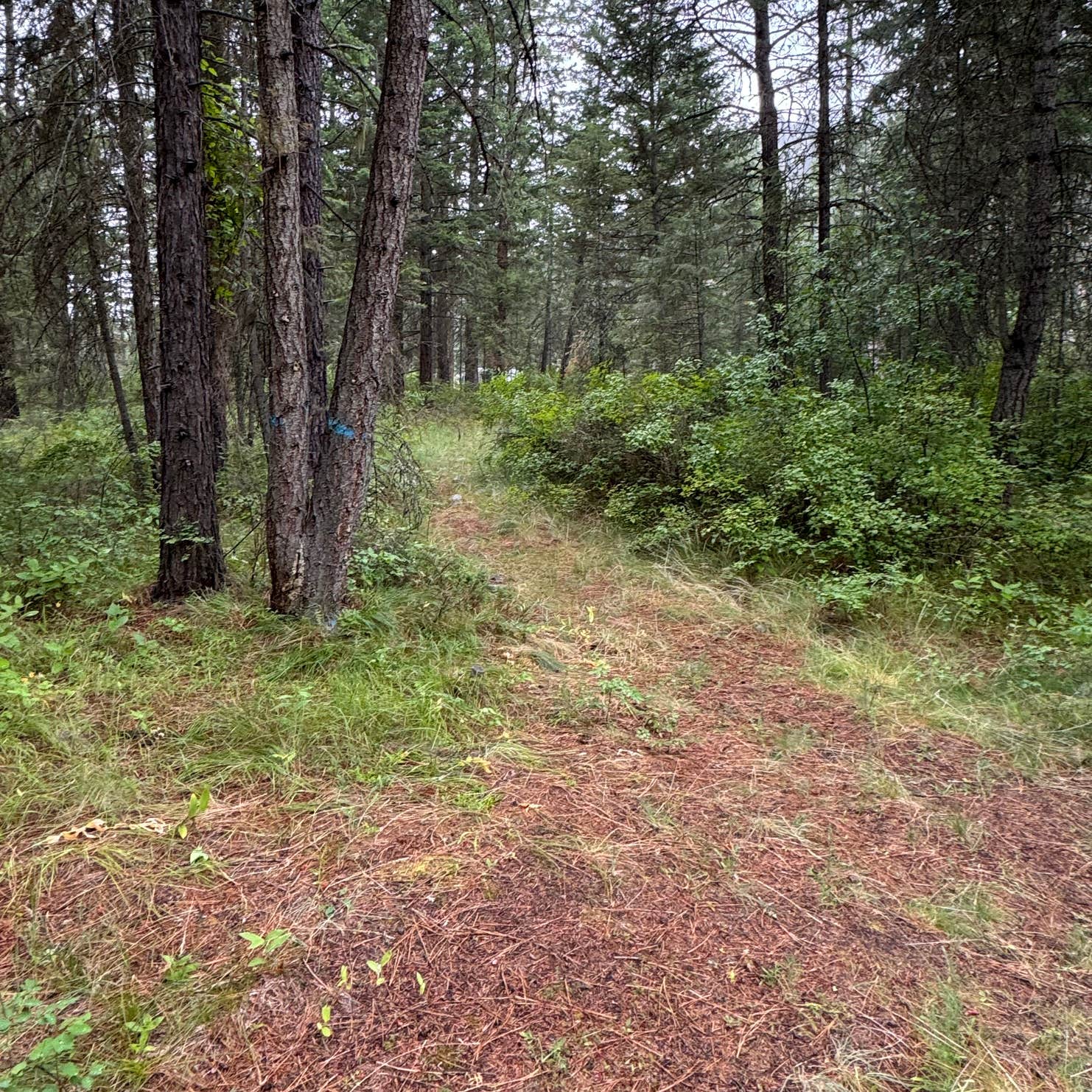 Muchwater Recreation Area Camping | Paradise, MT
