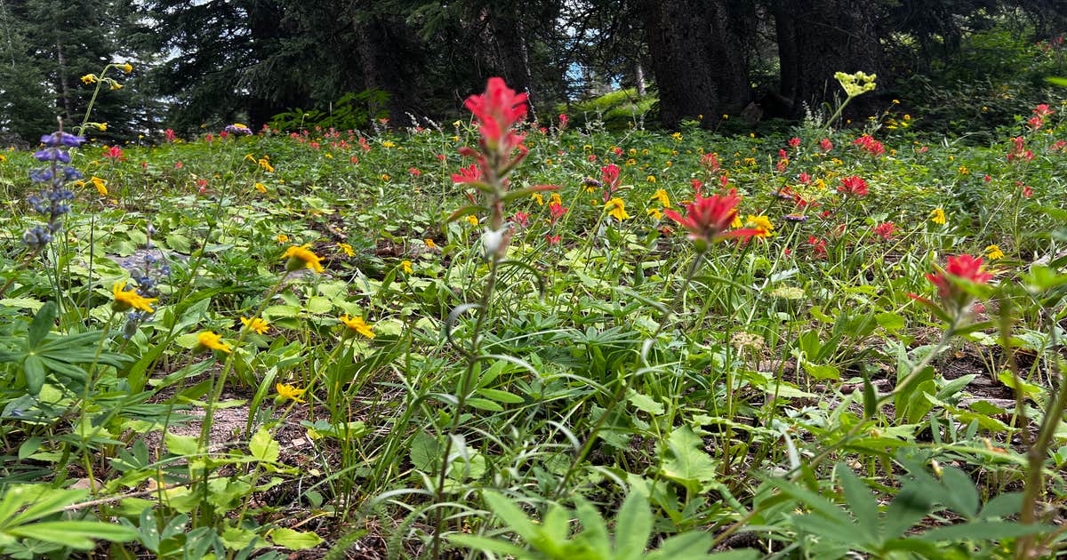 Camper-Submitted Photos of Muddy Creek Dispersed Camp