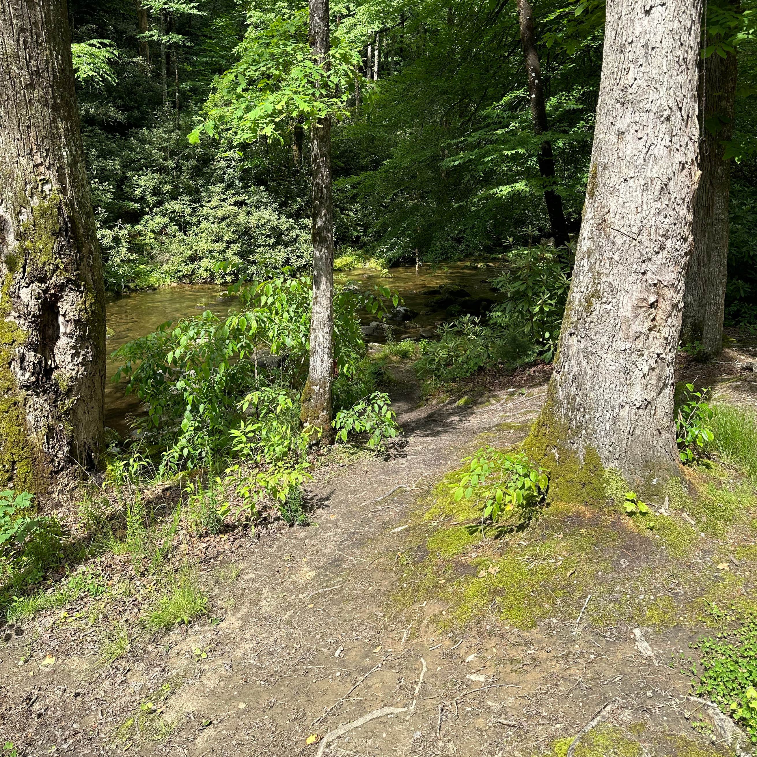 National Forest Road/Steele Creek/Nates Place Dispersed Campsite ...