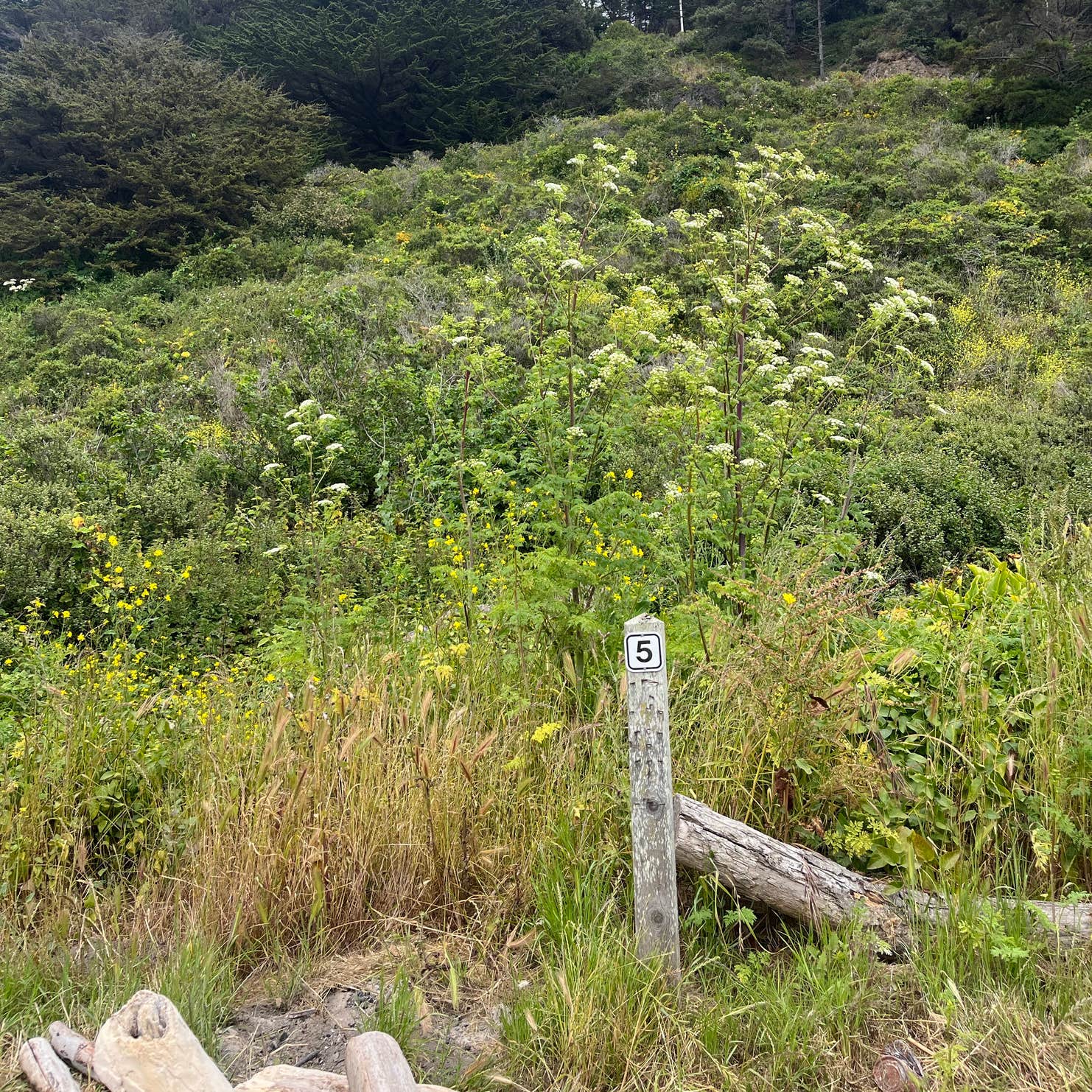 Navarro Beach Campground — Navarro River Redwoods State Park | Albion ...
