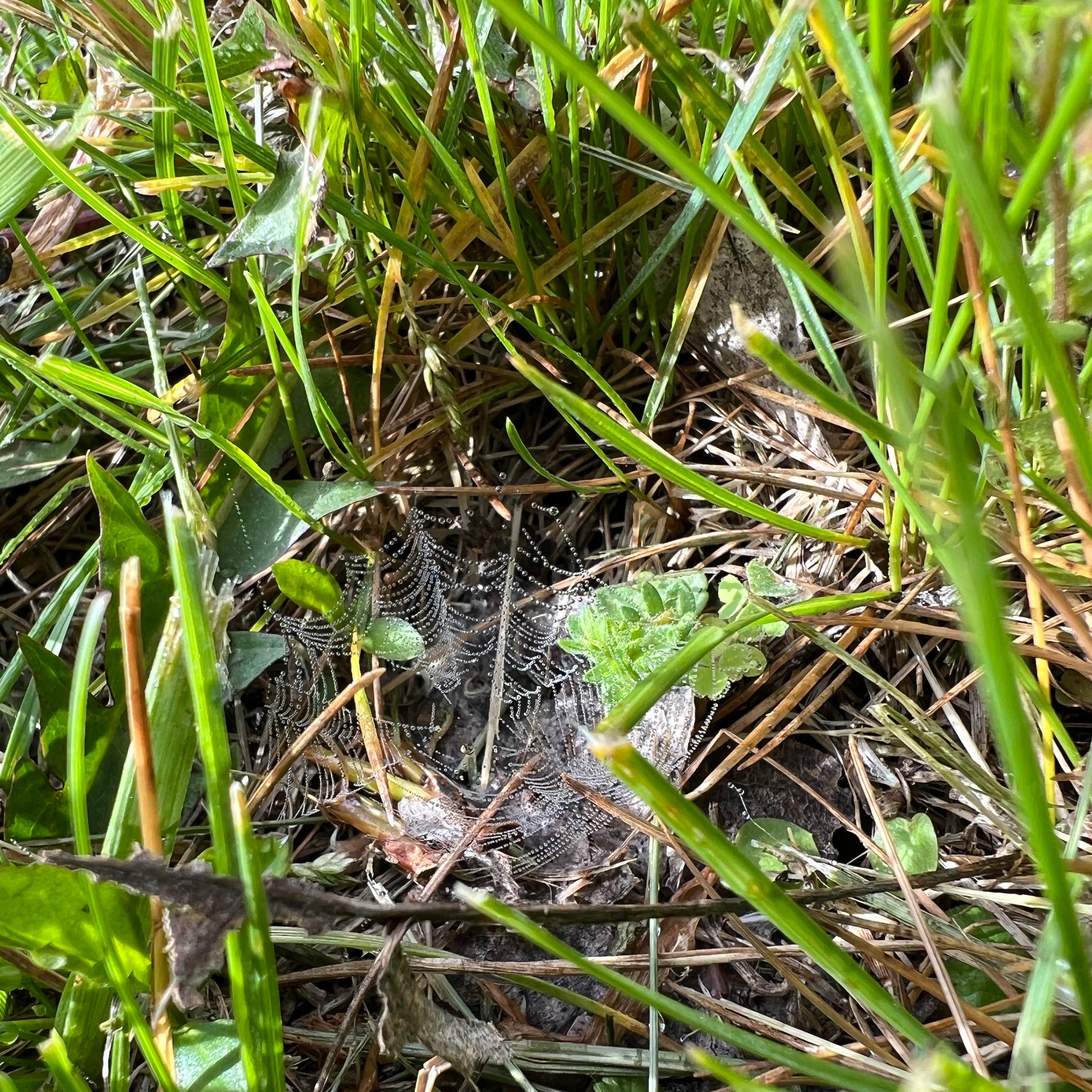 Union Pacific Cabooses — Two Rivers SRA Camping | Waterloo, Nebraska