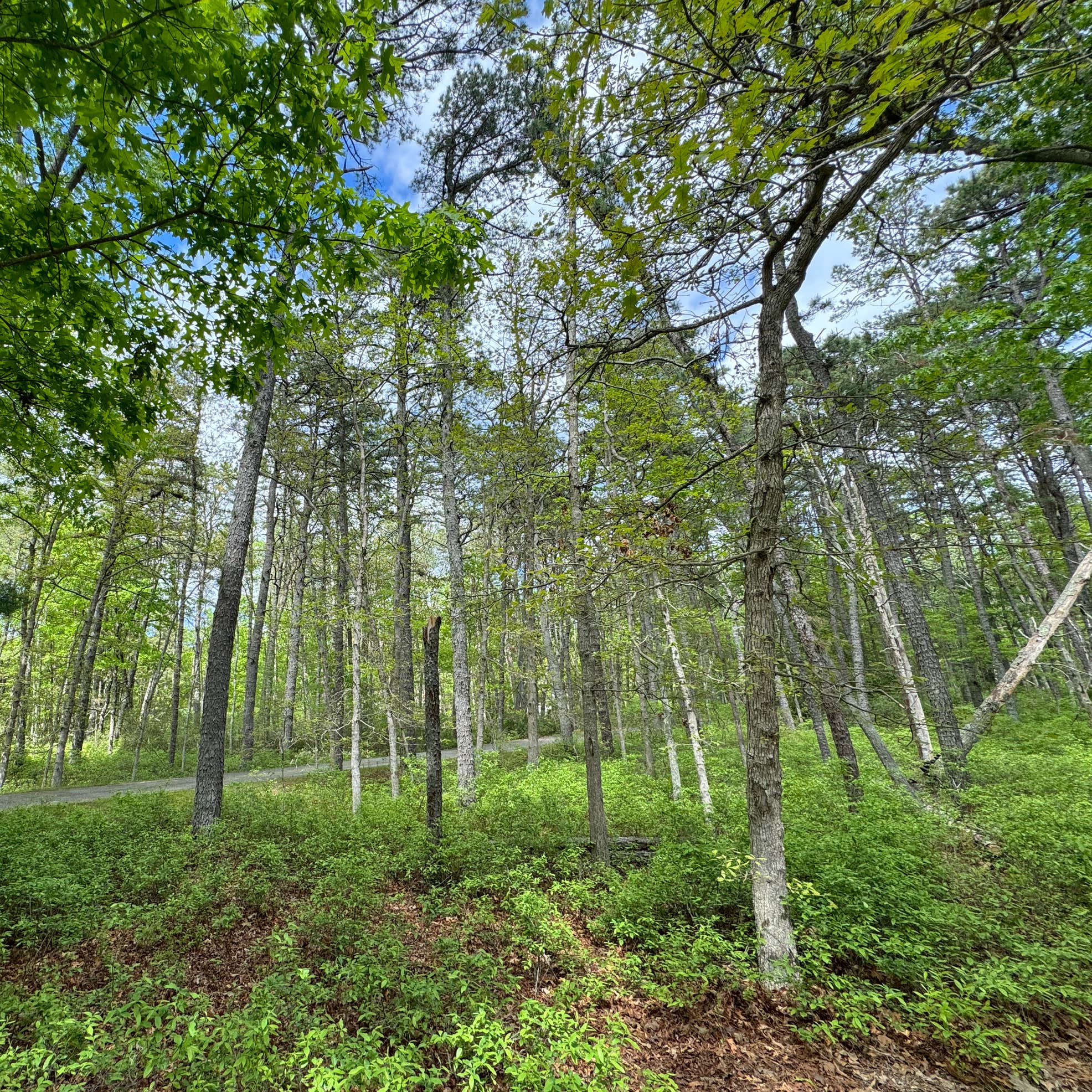 Bass River State Forest Camping | Tuckerton, New Jersey