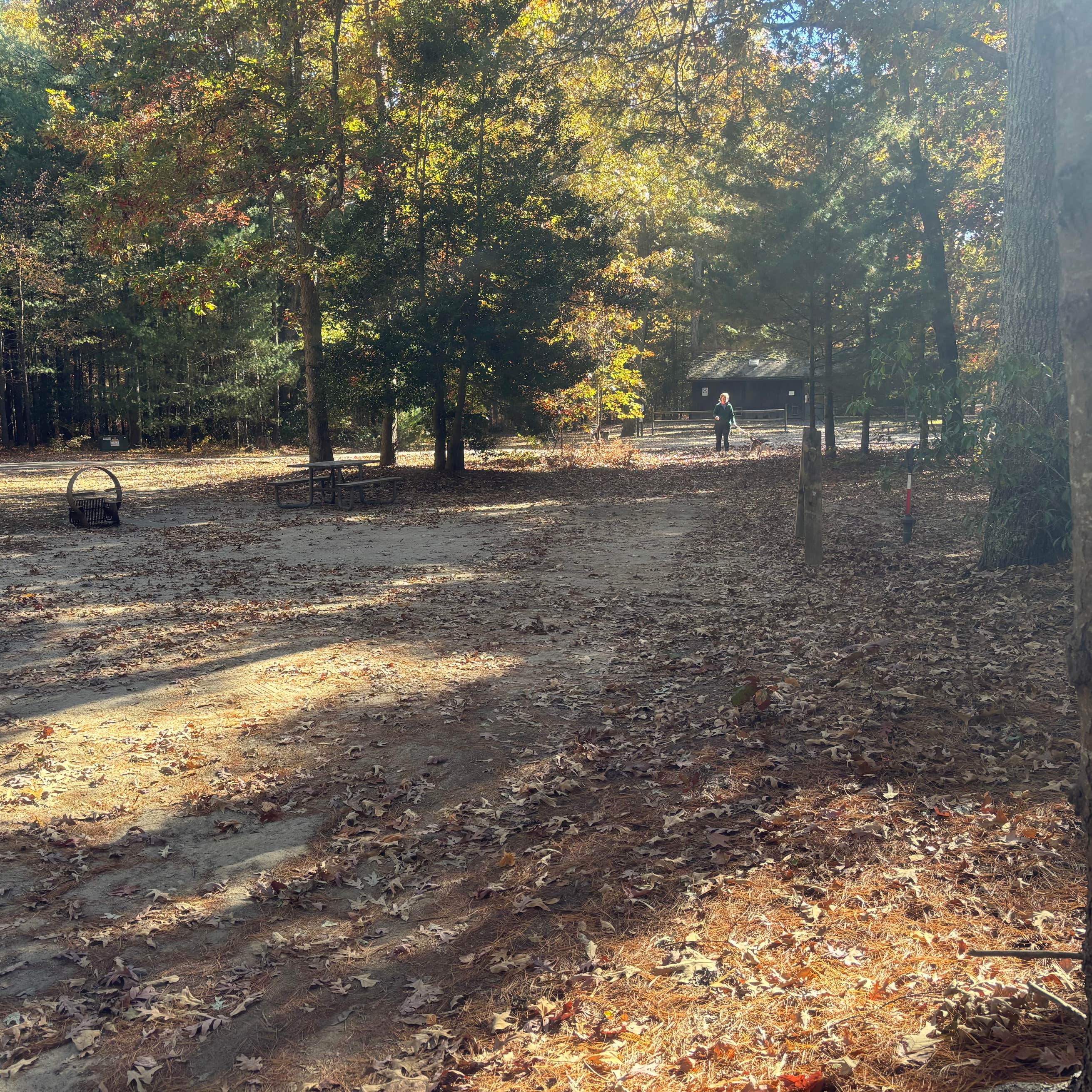 Belleplain State Forest Camping | Woodbine, New Jersey