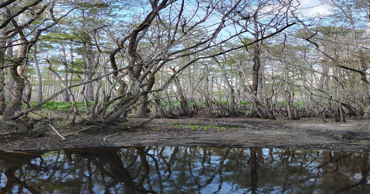 New River — Tate's Hell State Forest Juniper Creek Primitive Campsites ...