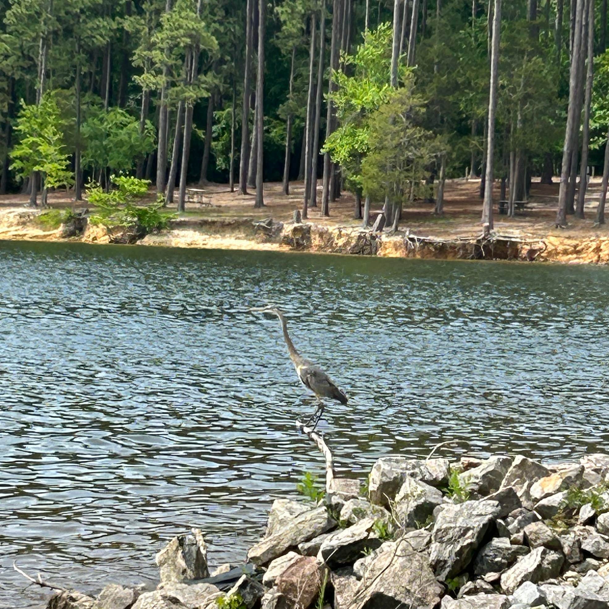 Kimball Point Campground — Kerr Lake State Recreation Area | Boydton ...