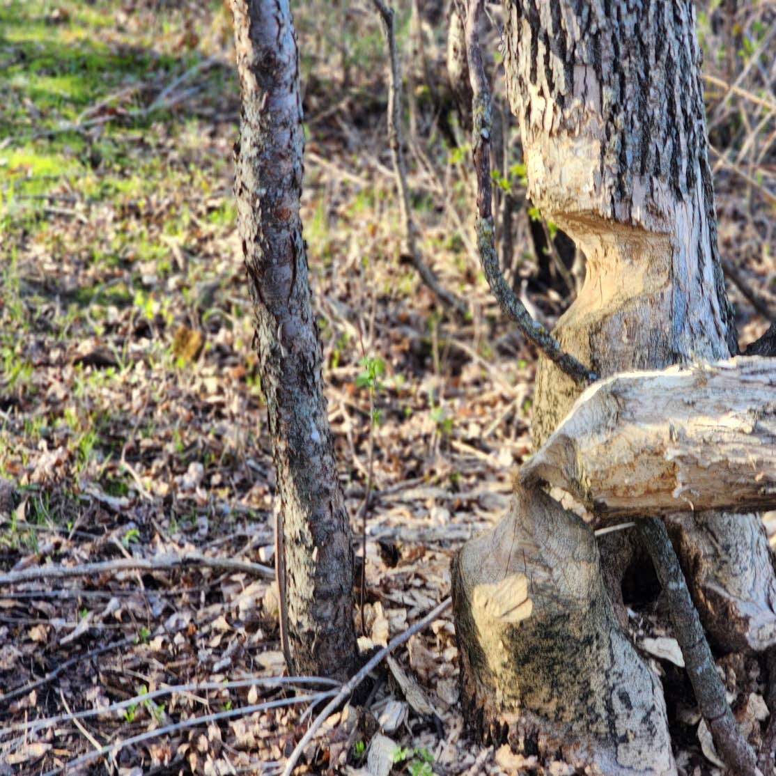 Beaver Lake State Park Campground | Wishek, North Dakota