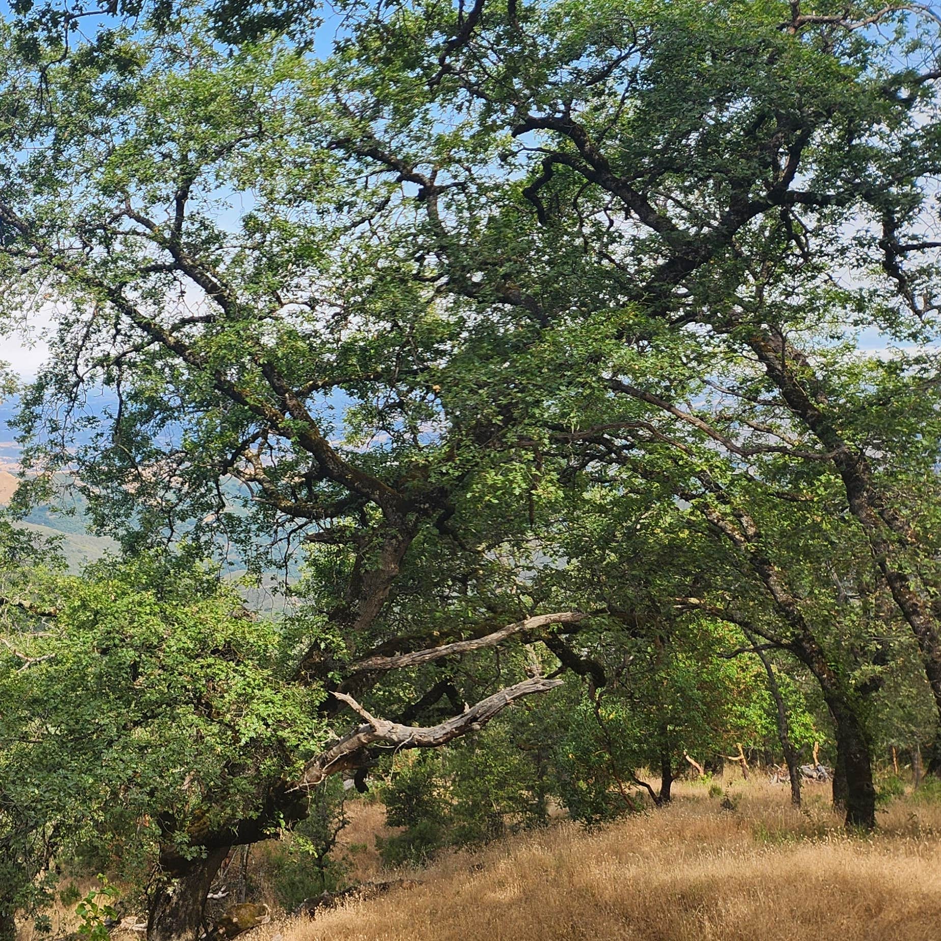 Valley View Campground — Fremont Peak State Park | San Juan Bautista ...