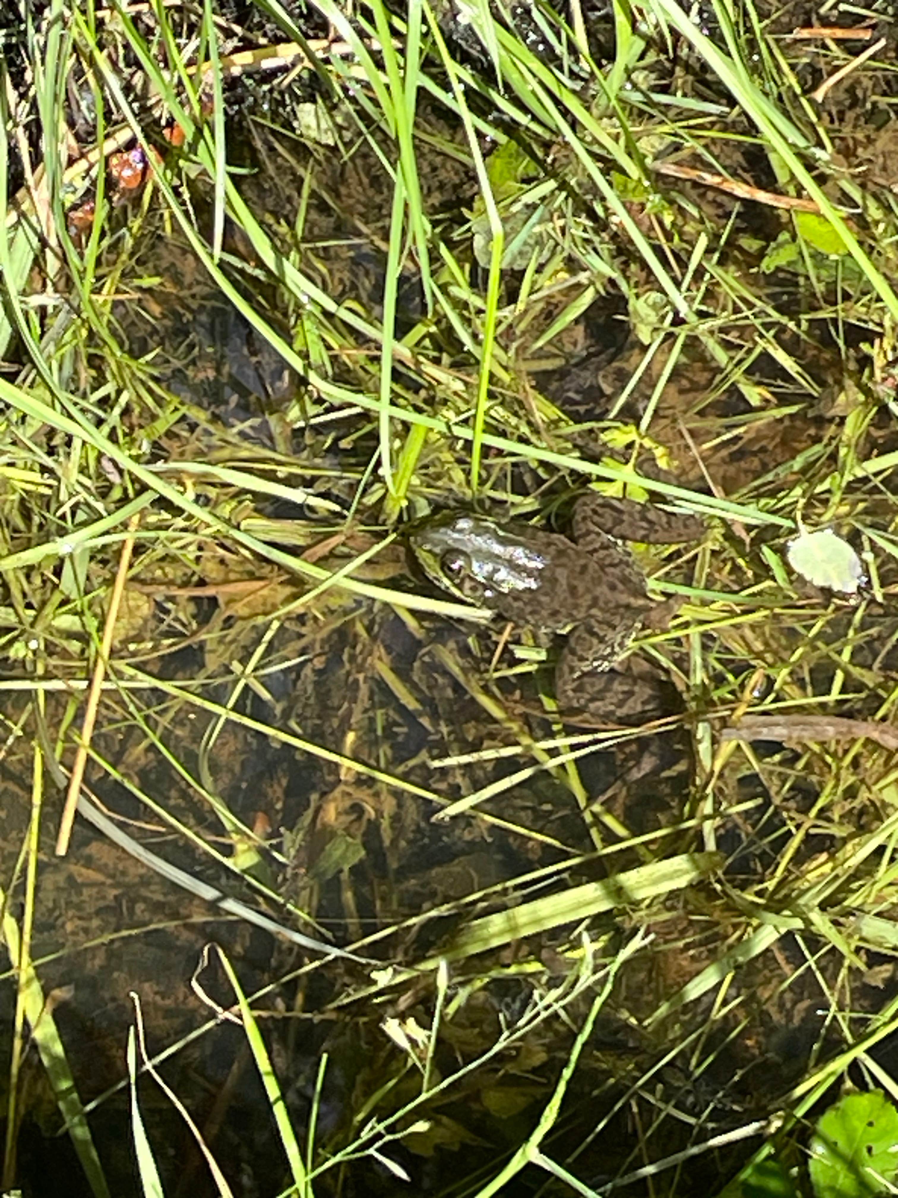 Oakland County Addison Oaks Camping | Lakeville, Michigan