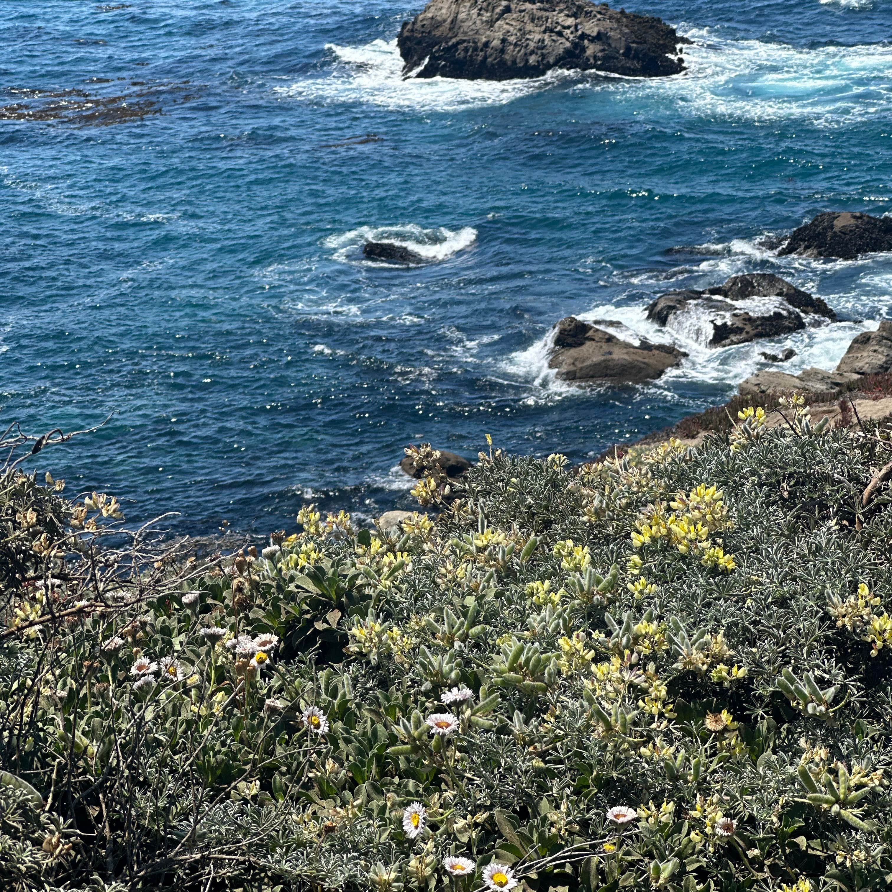 ocean cove campground | Cazadero, California