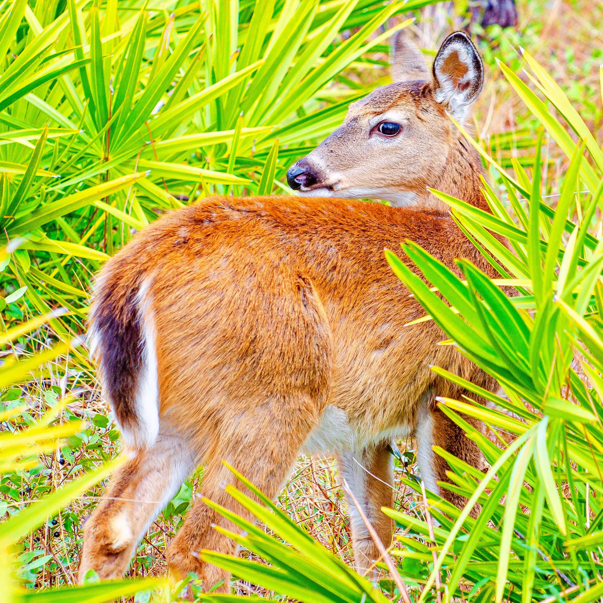 Ochlockonee River State Park Campground | Sopchoppy, Florida