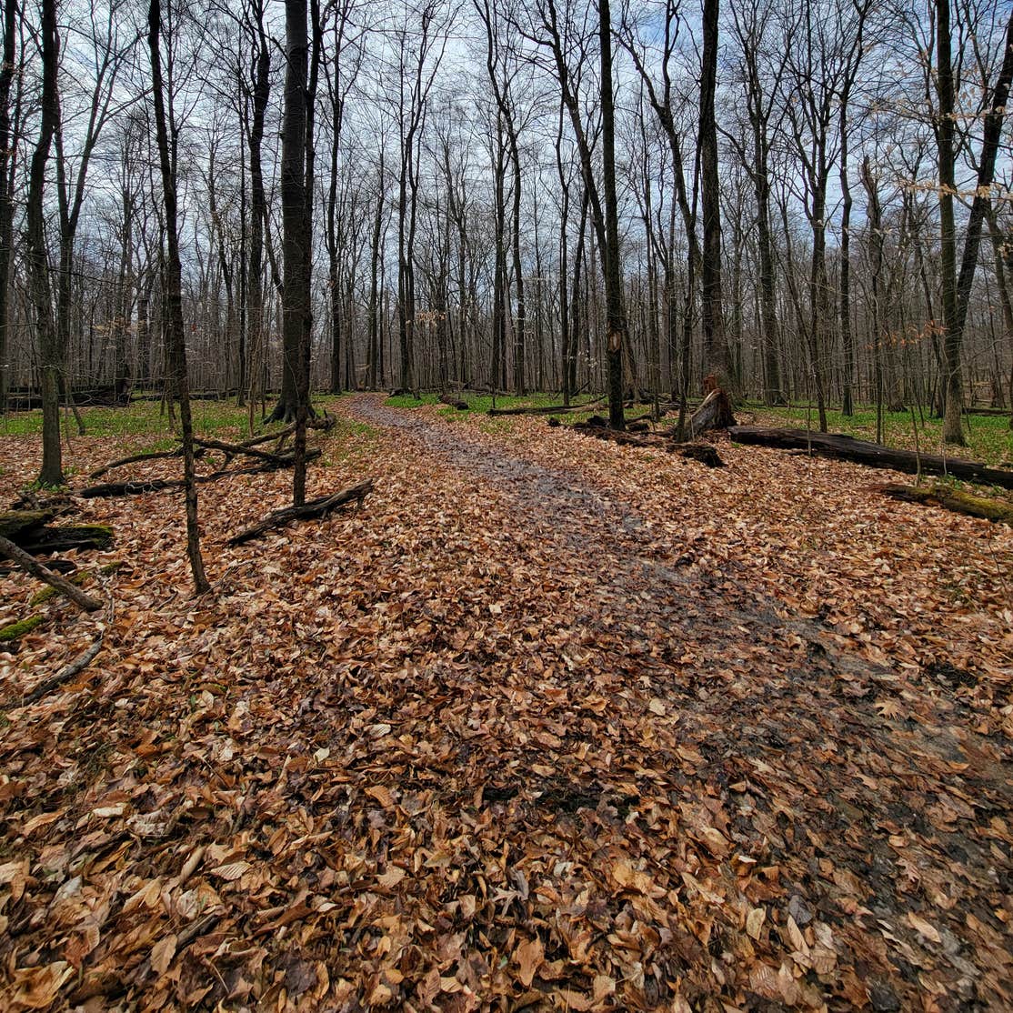 Findley State Park Campground | Wellington, OH