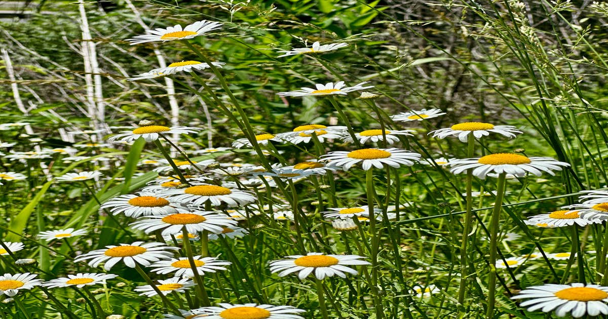 Timbre Ridge Lake Camping | Patriot, Ohio