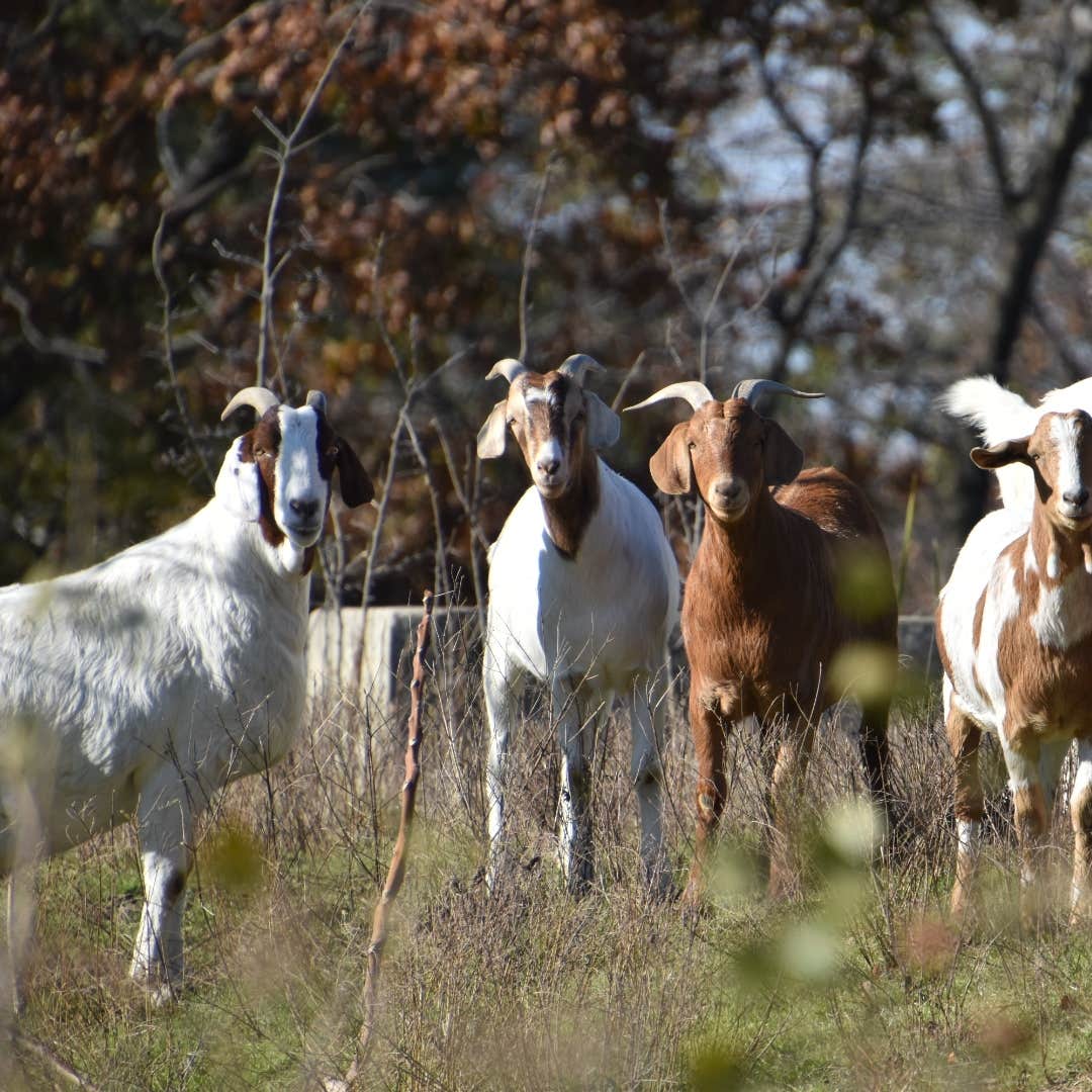 Sequoyah State Park - Marina and Cabins | Hulbert, Oklahoma