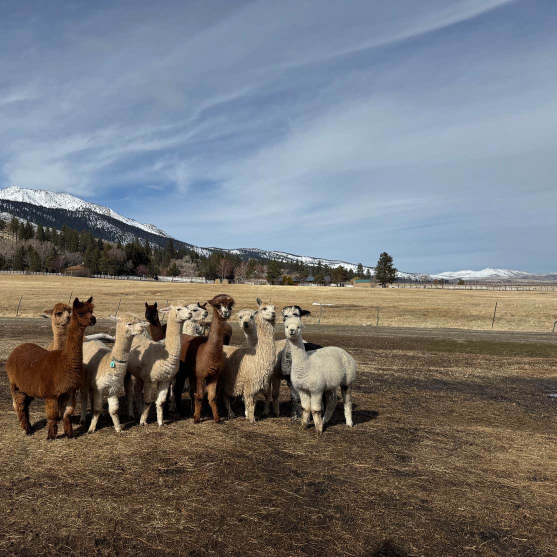Olde LYFE Alpacas on Davis Ranch Camping | Washoe Valley, Nevada