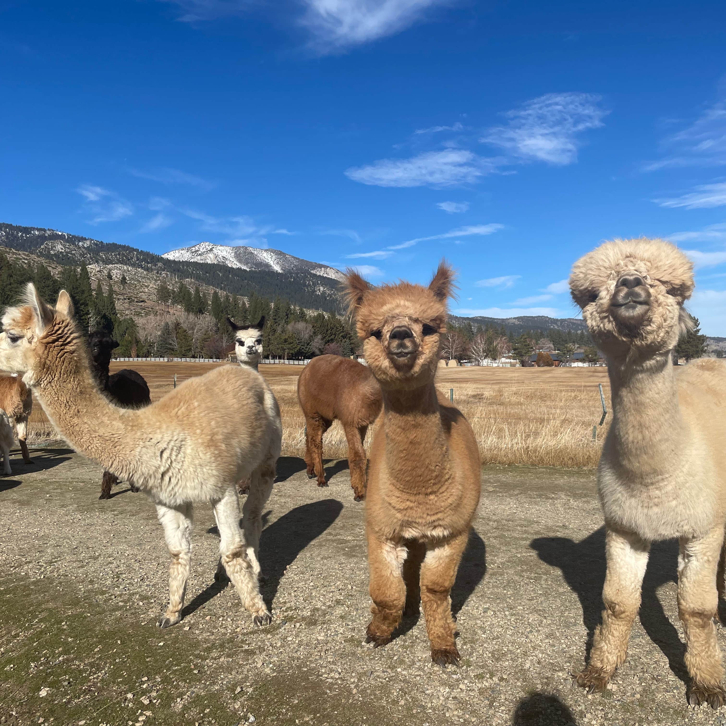 Olde LYFE Alpacas on Davis Ranch Camping | Washoe Valley, Nevada