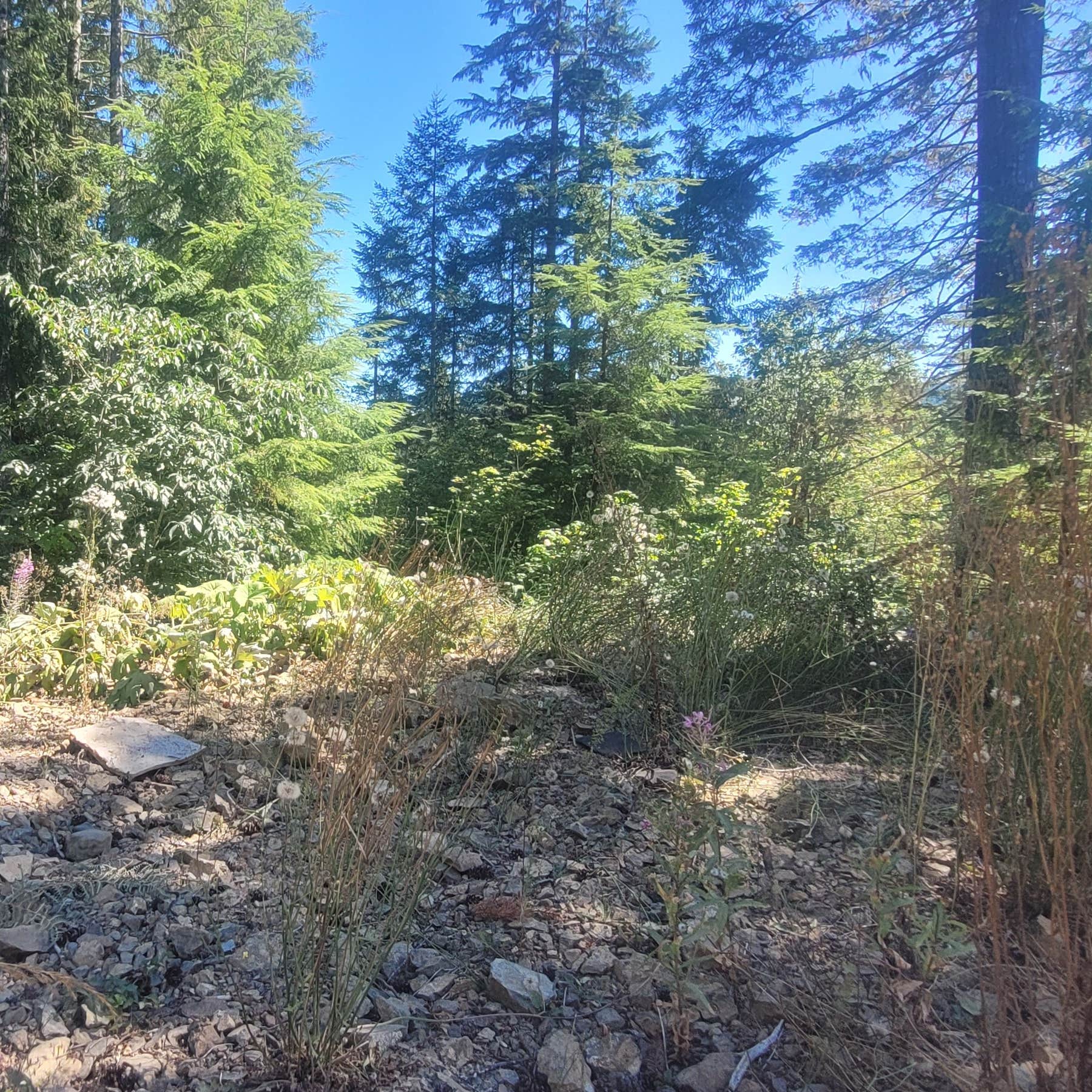 Olympic National Forest Falls View Campground | Orient, Washington